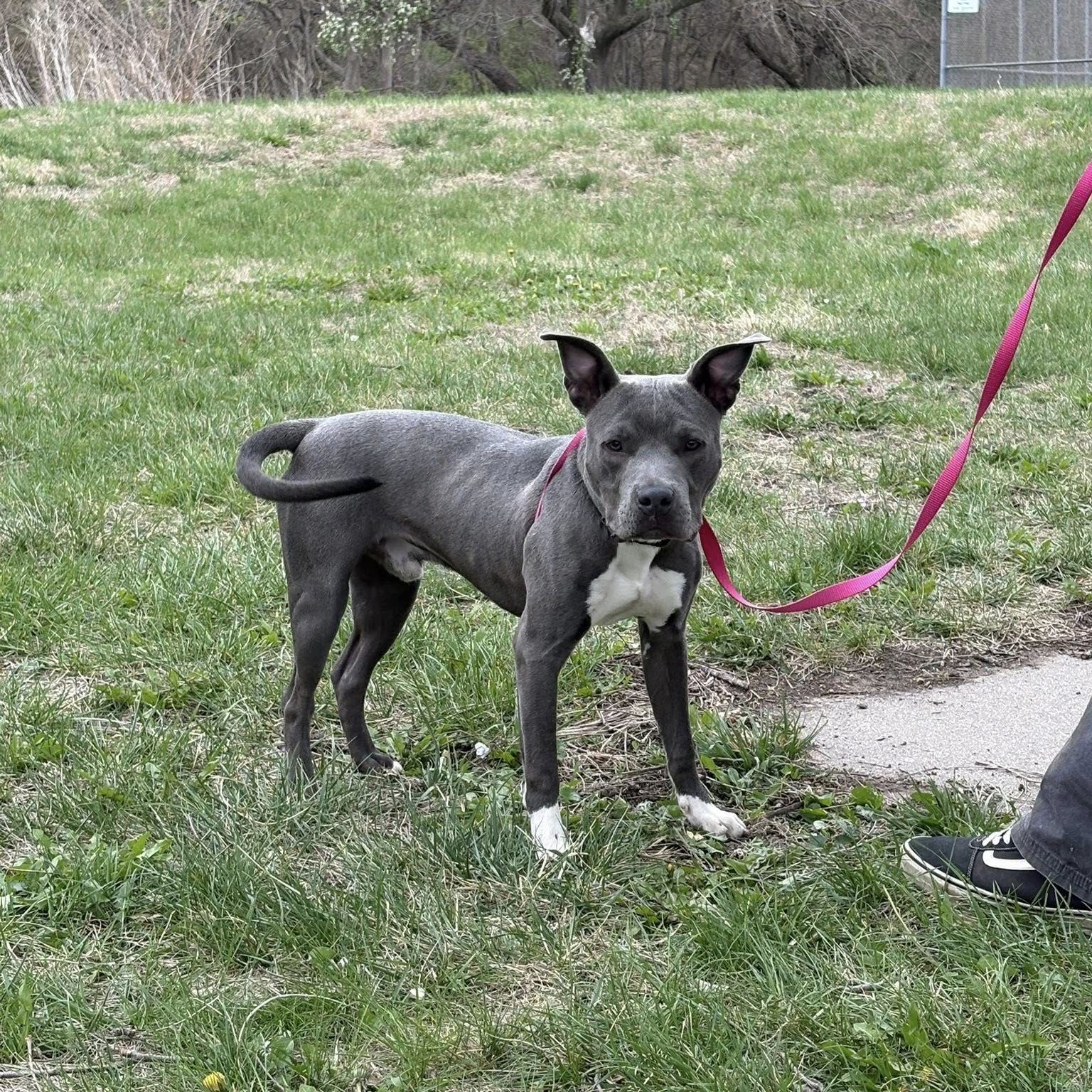 Rainbow Bridge order received | Nebraska Humane Society